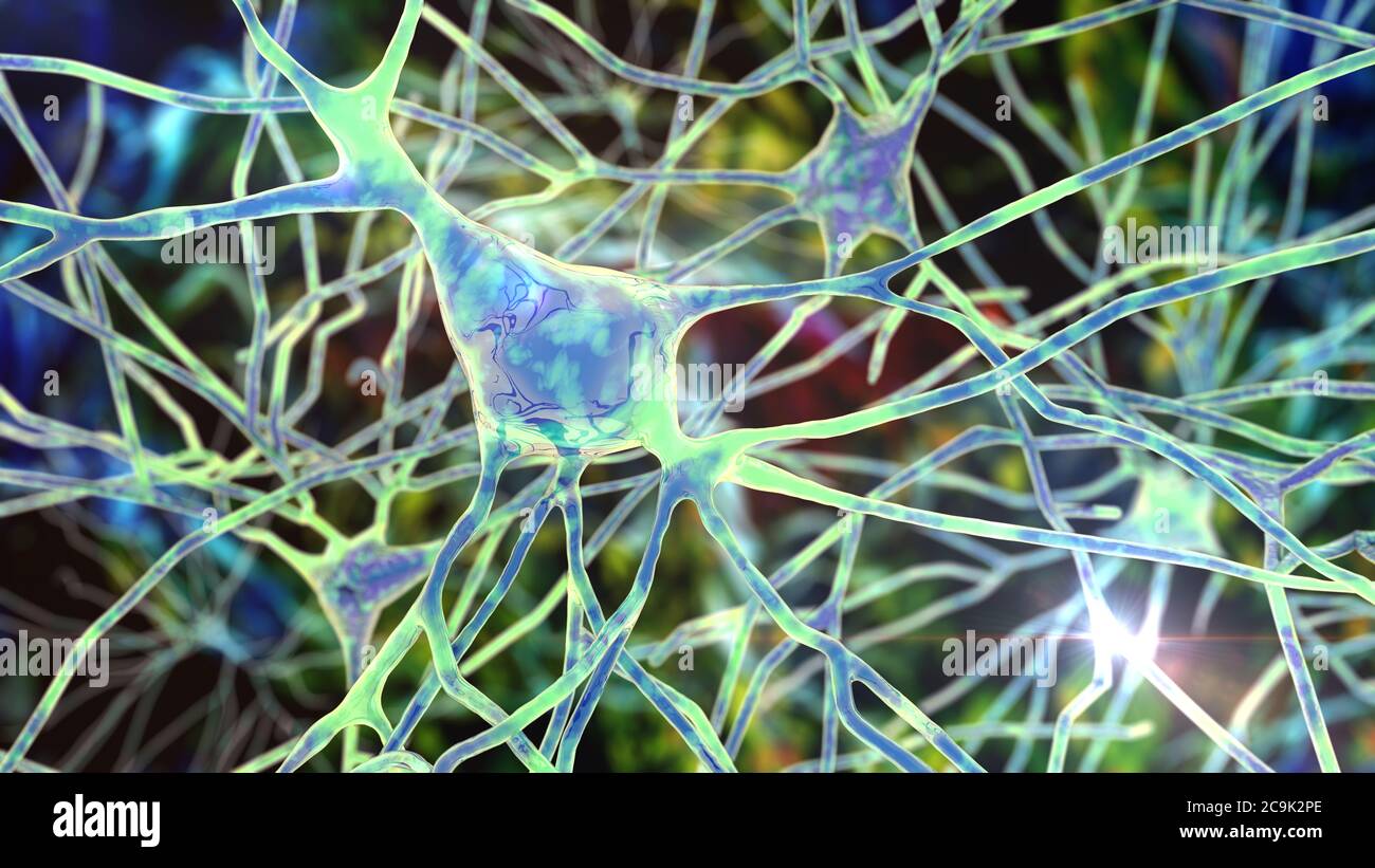 Neurones pyramidaux Banque de photographies et d’images à haute ...