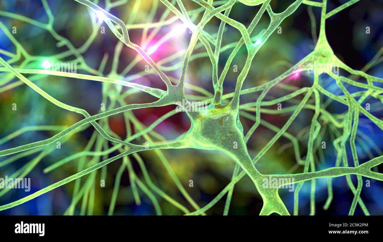Neurones pyramidaux Banque de photographies et d’images à haute ...