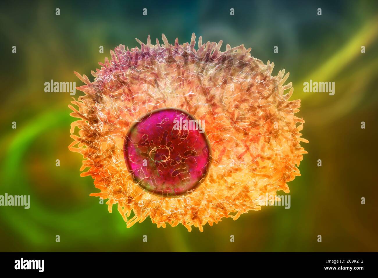 Plasmocytes lymphocytes b matures Banque de photographies et d’images à ...