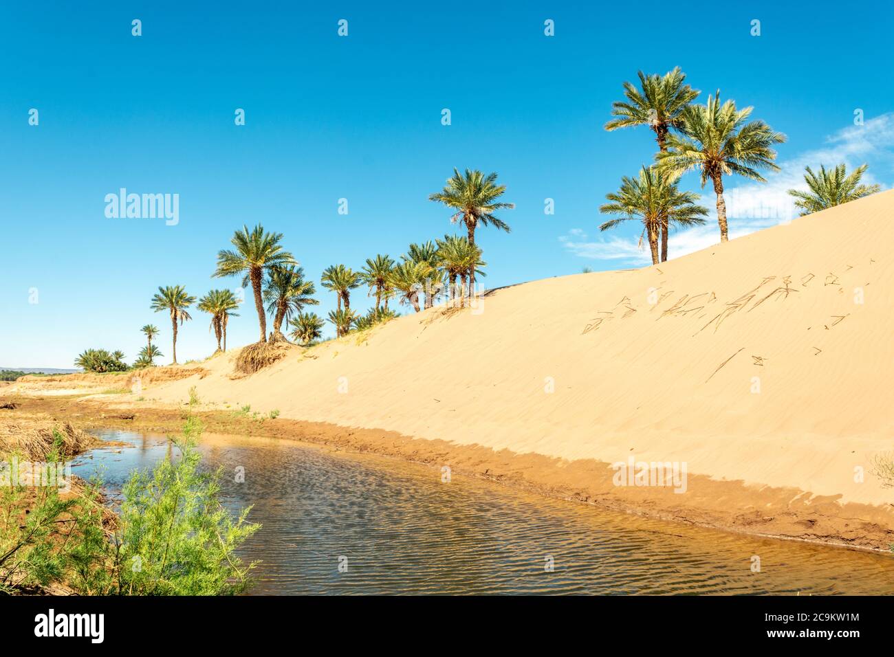 Palm dans l'oasis du désert au maroc sahara afrique dune Photo Stock ...