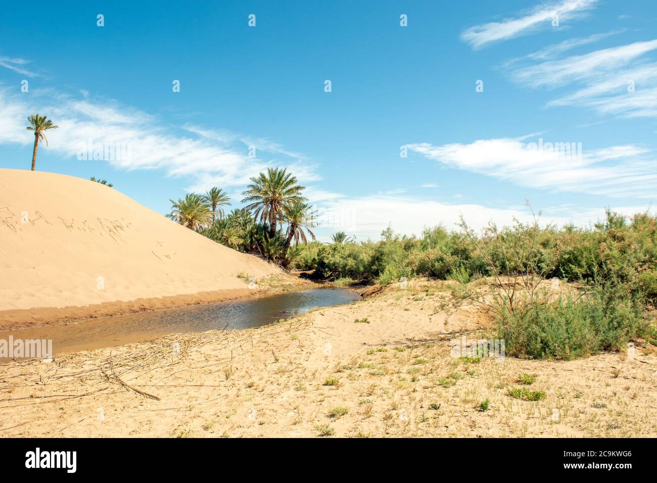Palm dans l'oasis du désert au maroc sahara afrique dune Photo Stock ...
