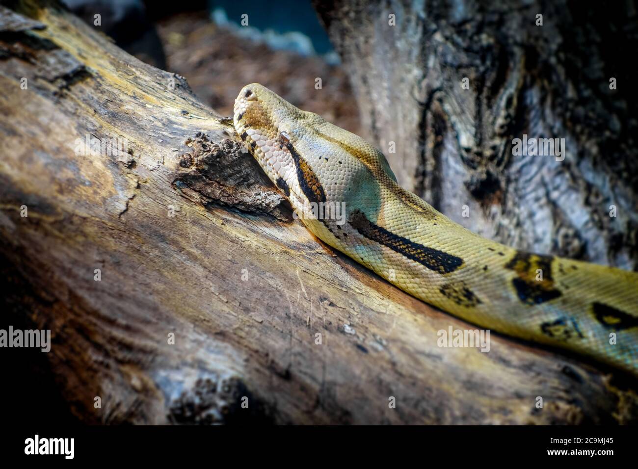 Madagascar boa constrictor Banque de photographies et d’images à haute ...