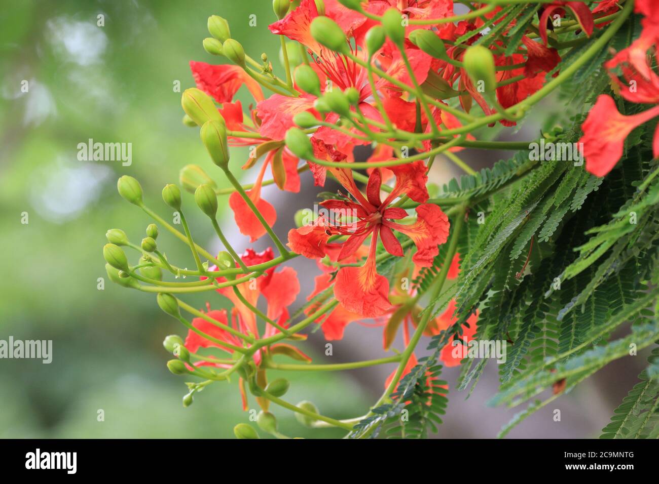 Arbre flamboyant jaune Banque de photographies et d’images à haute ...