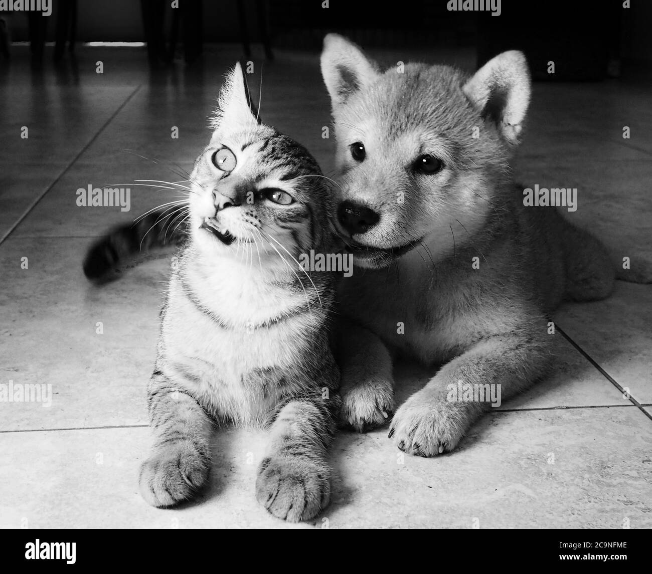 Chiot shiba inu Banque d'images noir et blanc - Alamy