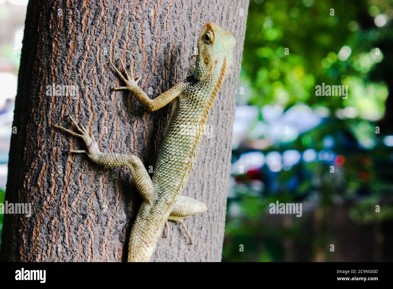 Queue de lézard Banque de photographies et d’images à haute résolution ...