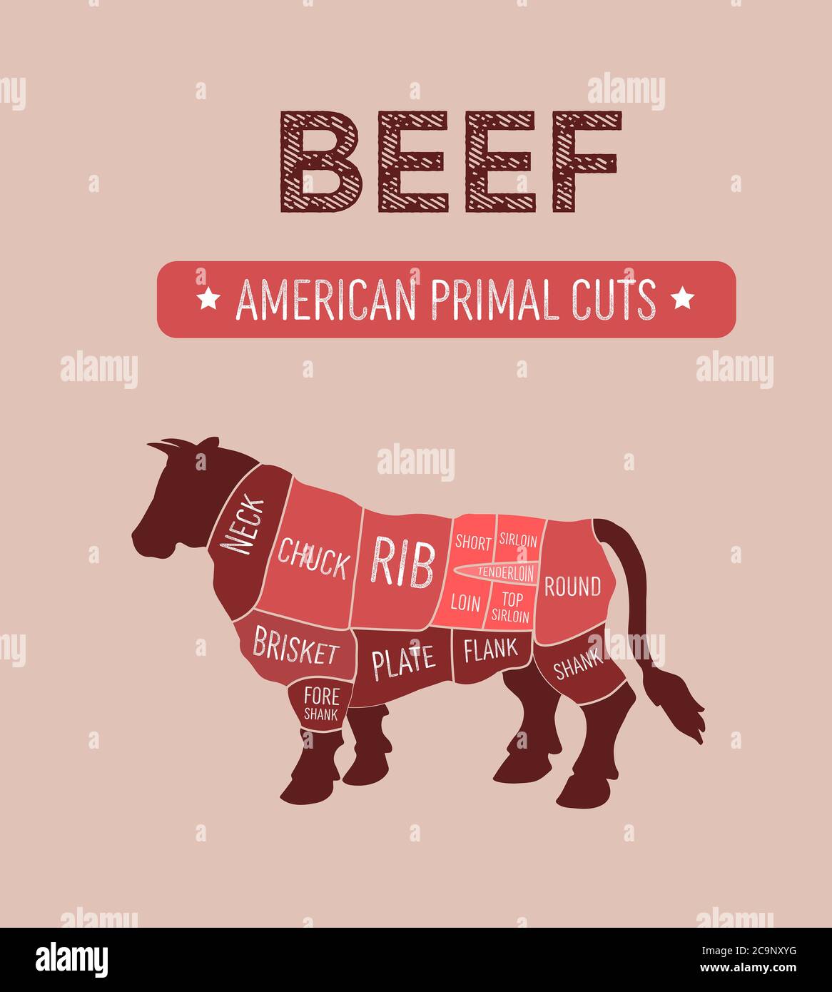 Illustration vectorielle du schéma des coupes de viande de bœuf ...