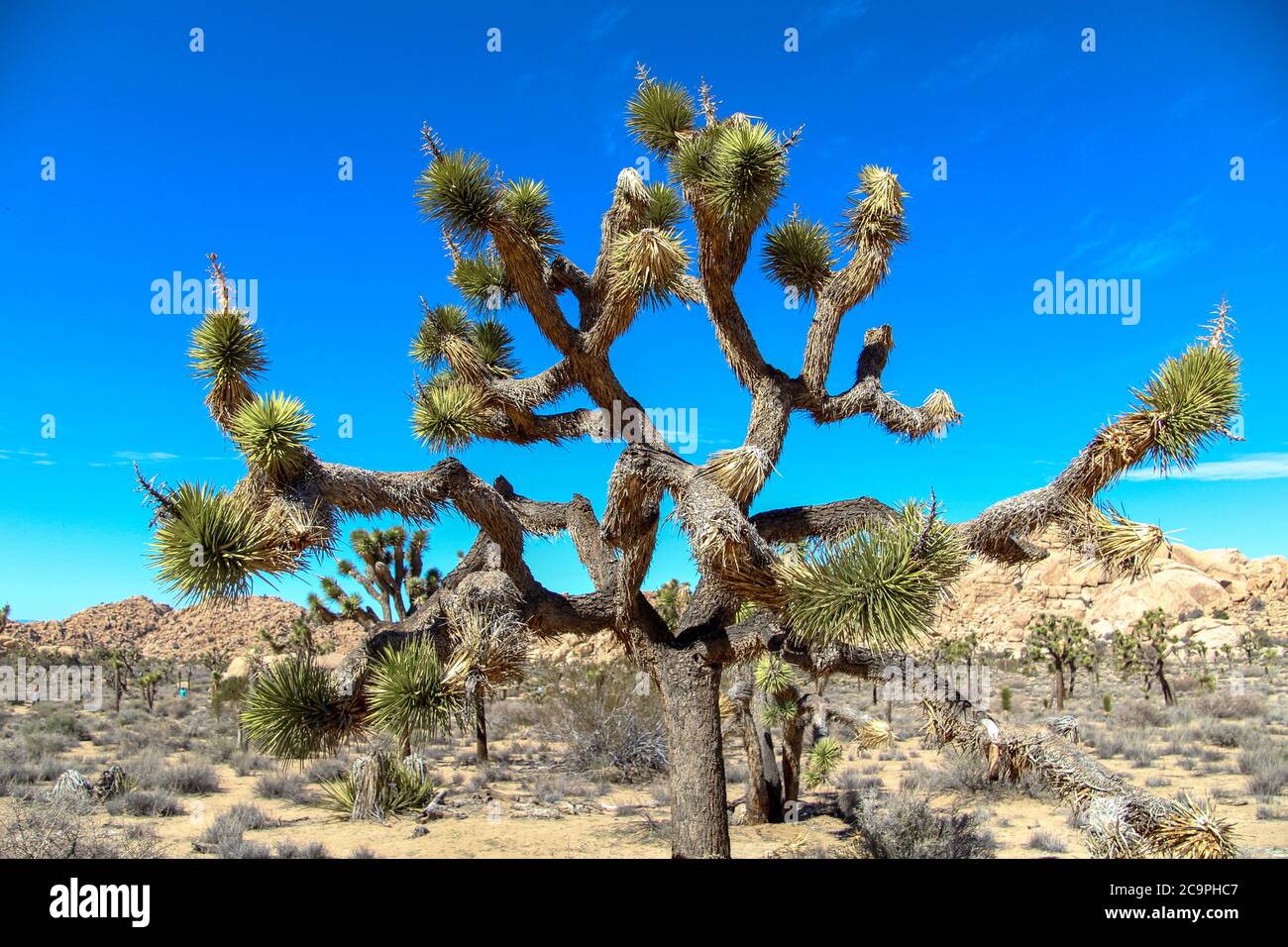 Parcs nationaux joshua tree Banque de photographies et d’images à haute ...