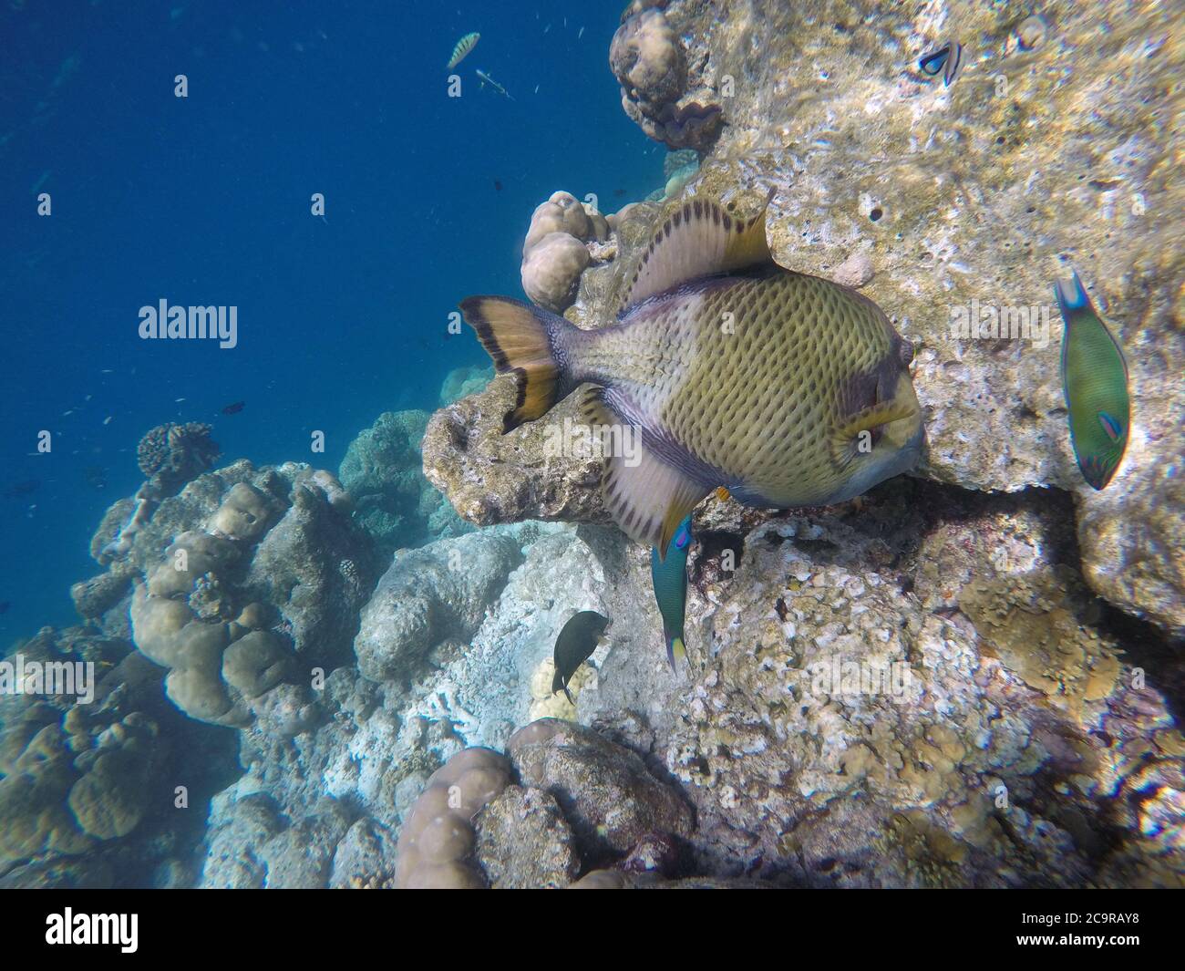 Titan déclencheur poisson dans l'eau libre. Océan Indien, îles Maldive ...