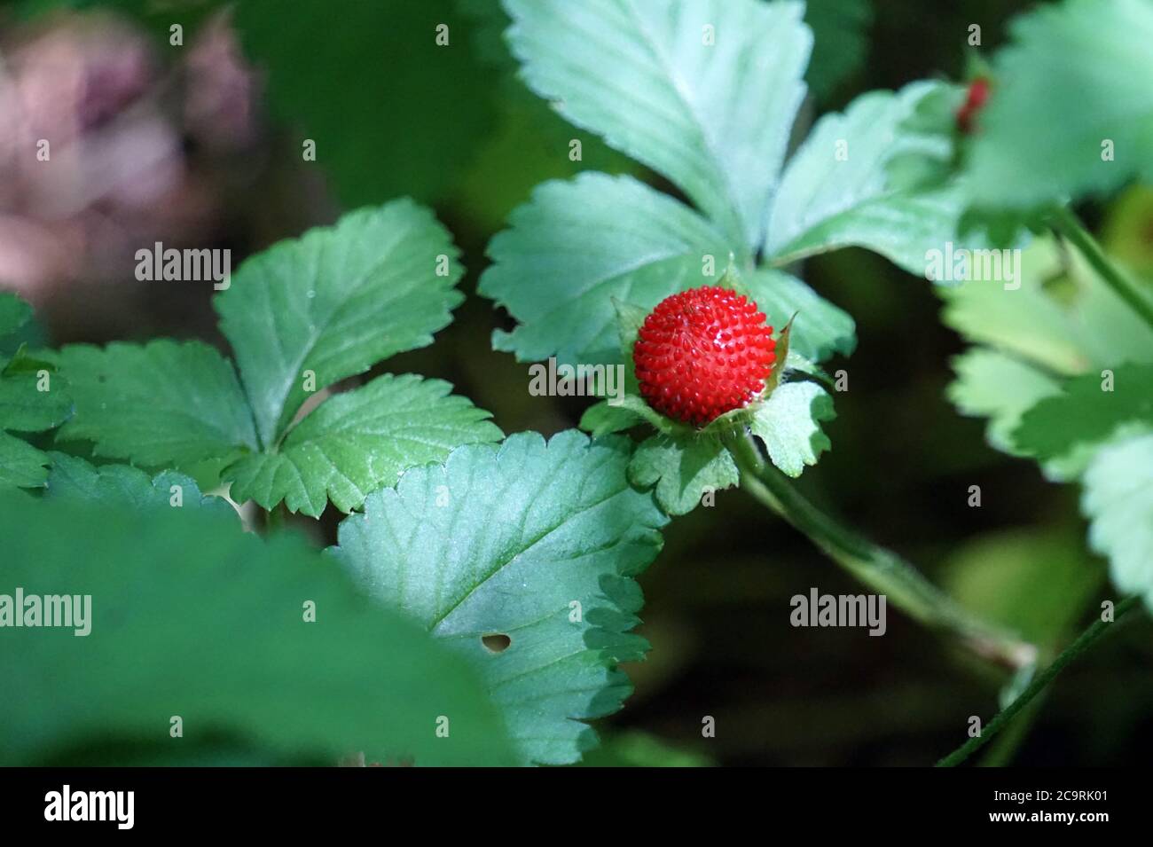 Fruits rouges toxiques Banque de photographies et d’images à haute ...
