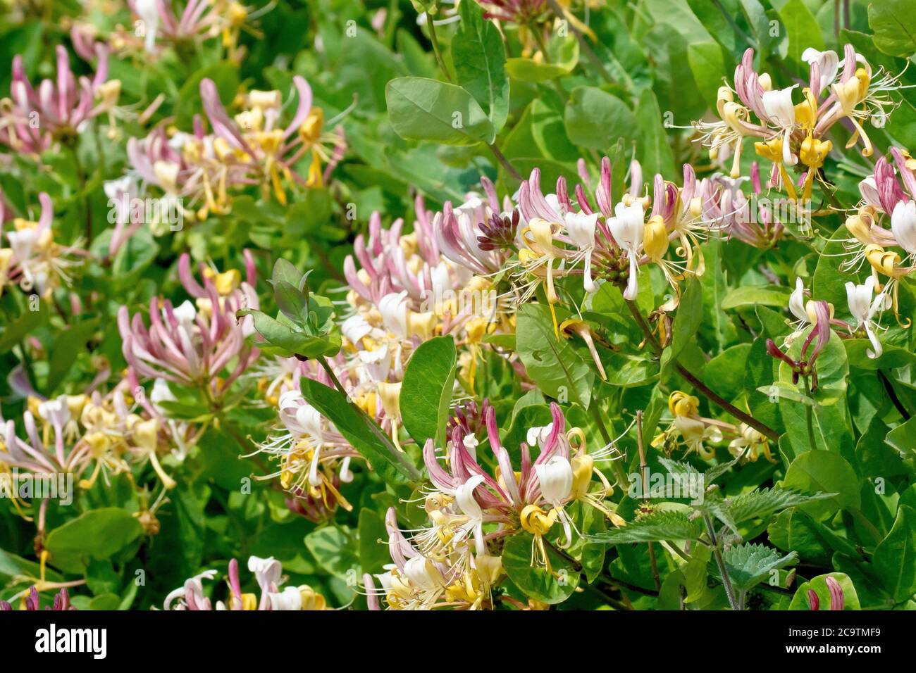 Chèvrefeuille de plus en plus sauvage Banque de photographies et d ...