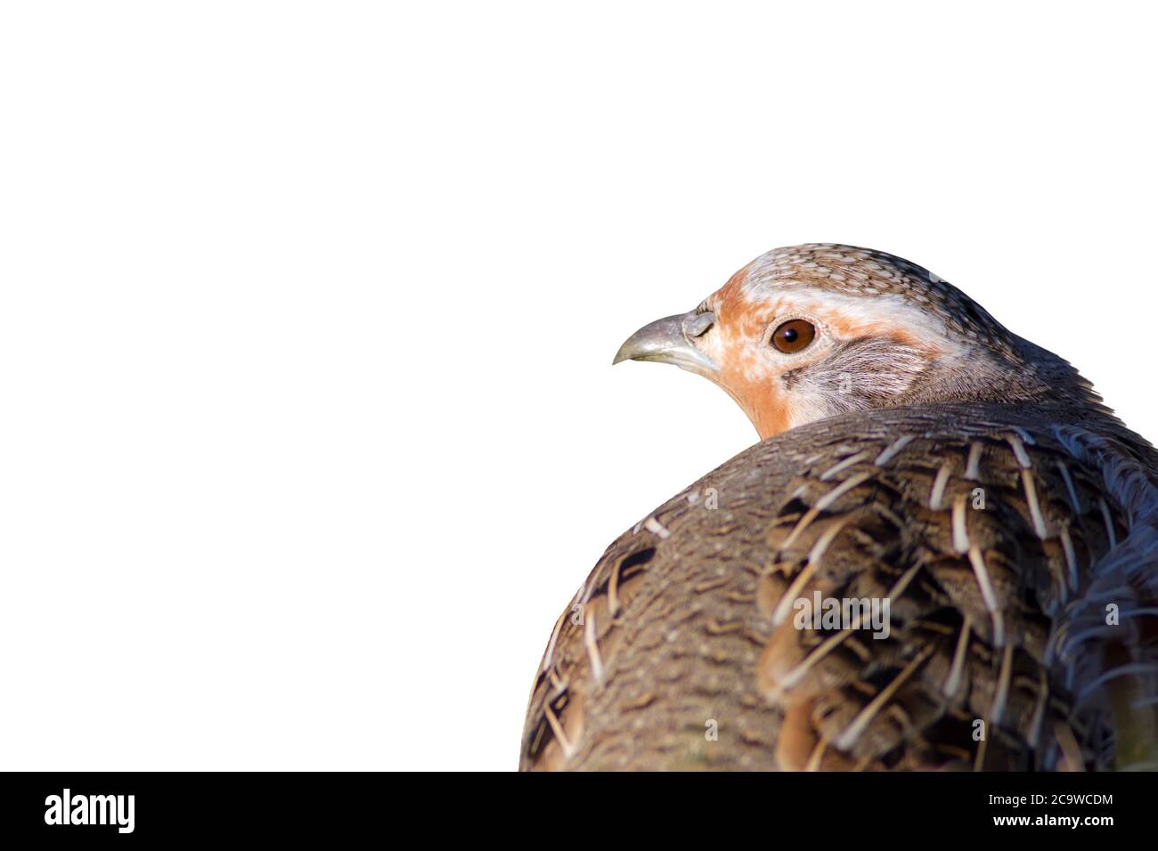 Photo de perdrix isolée. Arrière-plan blanc. Oiseau : perdrix gris ...