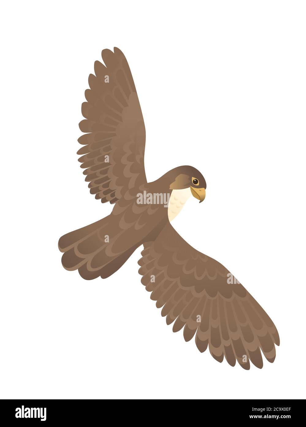 Oiseau prédateur mignon adulte faucon dessin animal oiseaux de ...