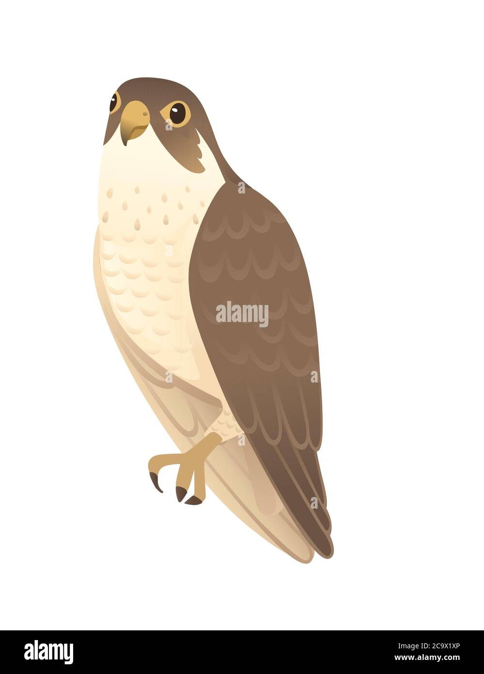 Oiseau prédateur mignon adulte faucon dessin animal oiseaux de ...