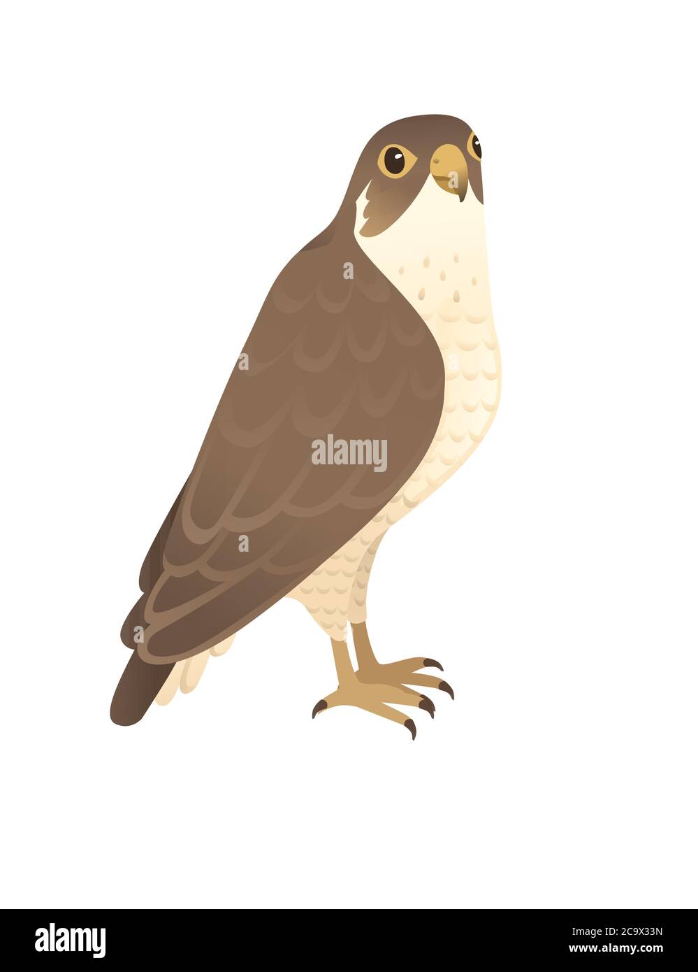 Oiseau prédateur mignon adulte faucon dessin animal oiseaux de ...