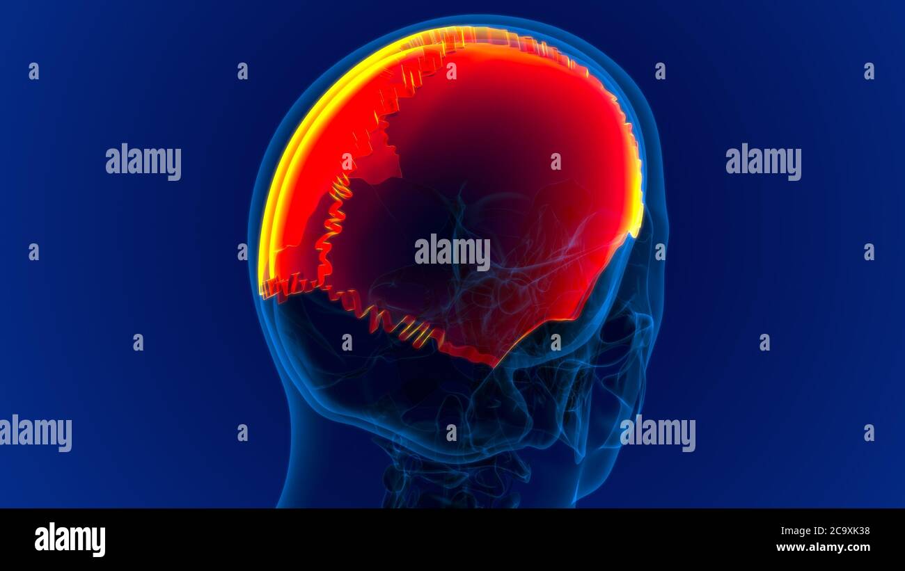 Squelette humain crâne pariétal OS Anatomie pour le concept médical ...