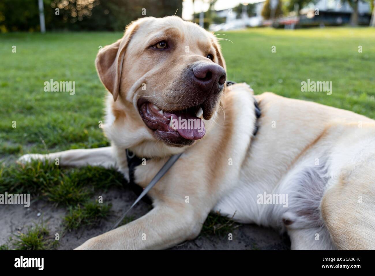 Chien blond labrador retriever Banque de photographies et d’images à ...