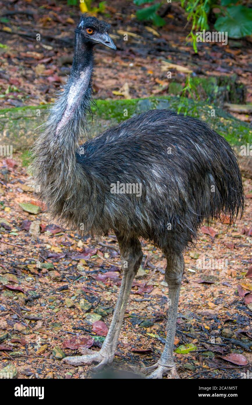 L'émeu (Dromaius novaehollandiae) est le deuxième plus grand oiseau ...