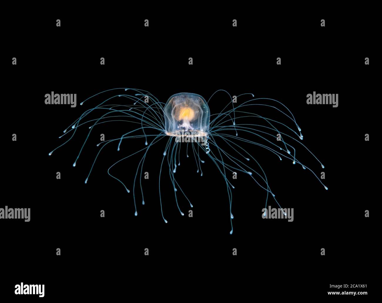 Immortal jellyfish Banque de photographies et d’images à haute ...