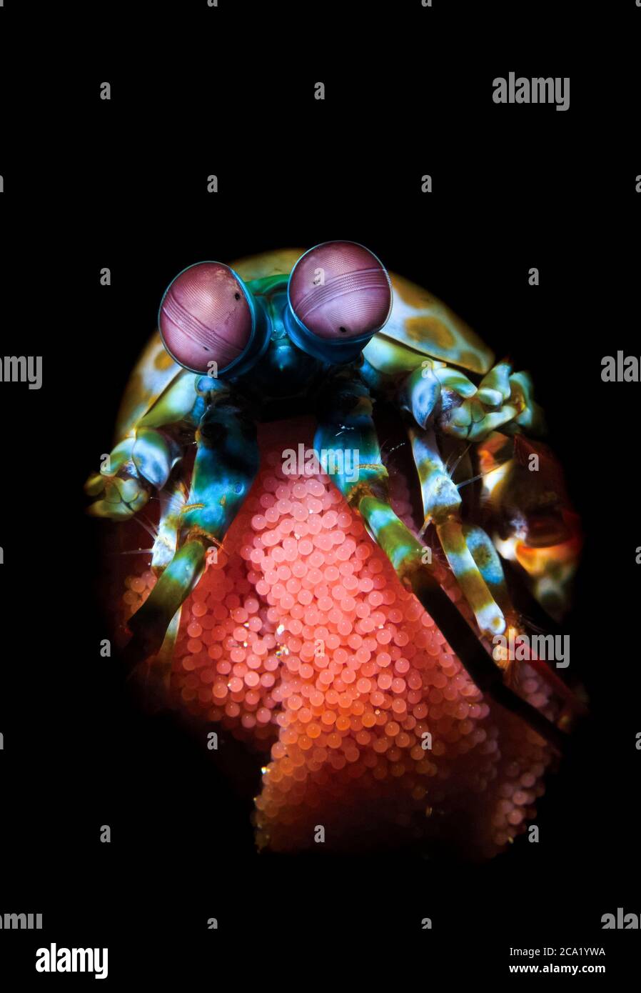 Peacock mantis shrimp odontodactylus scyllarus Banque de photographies et d’images à haute ...