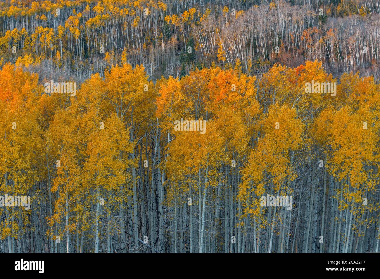 Dixie land Banque de photographies et d’images à haute résolution - Alamy
