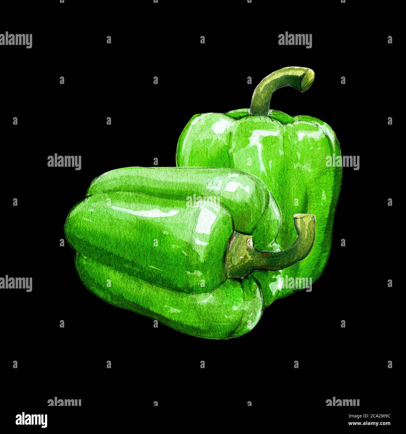 Illustration aquarelle de poivron vert Banque de photographies et d ...