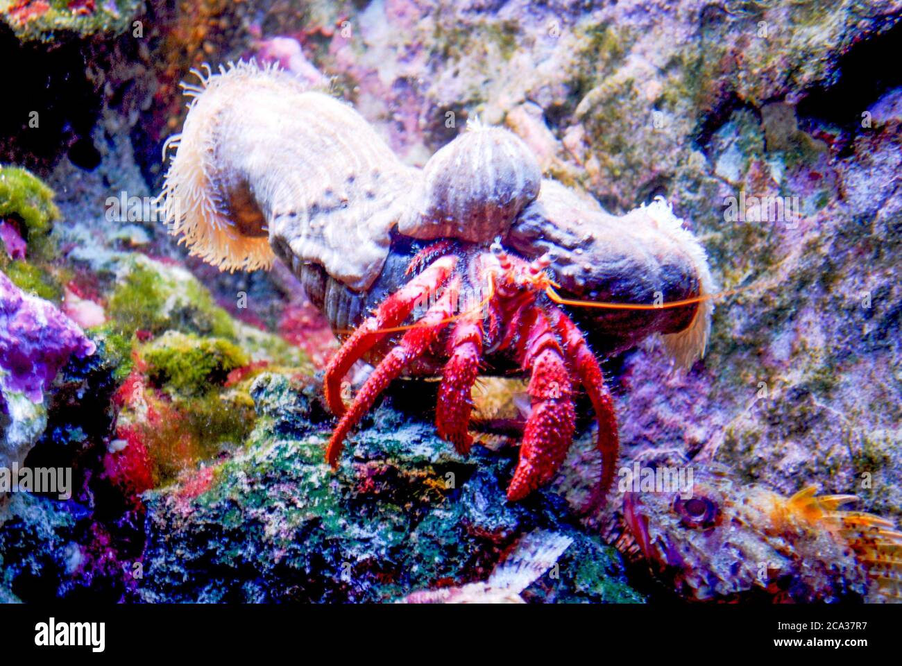 Crabe de haute mer Banque de photographies et d’images à haute ...