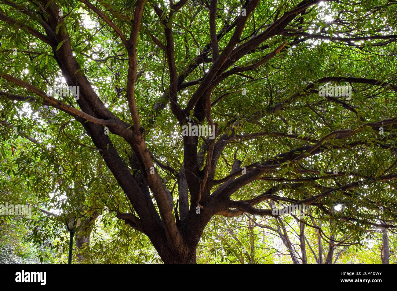 Grand arbre avec des branches et des terres avec des herbes, grands ...