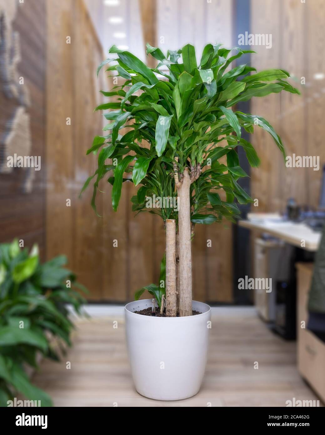 Guiana chestnut Banque de photographies et d’images à haute résolution ...