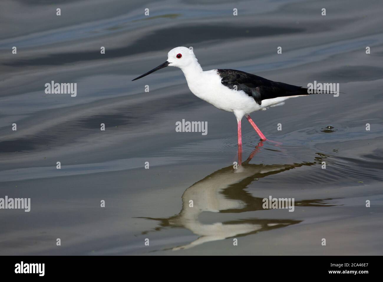 échassier oiseau faune aviaire Banque de photographies et d’images à ...