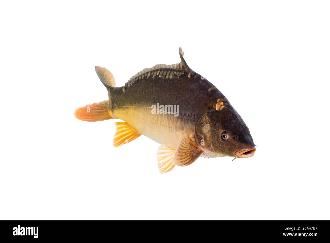 Carpe miroir Banque de photographies et d’images à haute résolution - Alamy