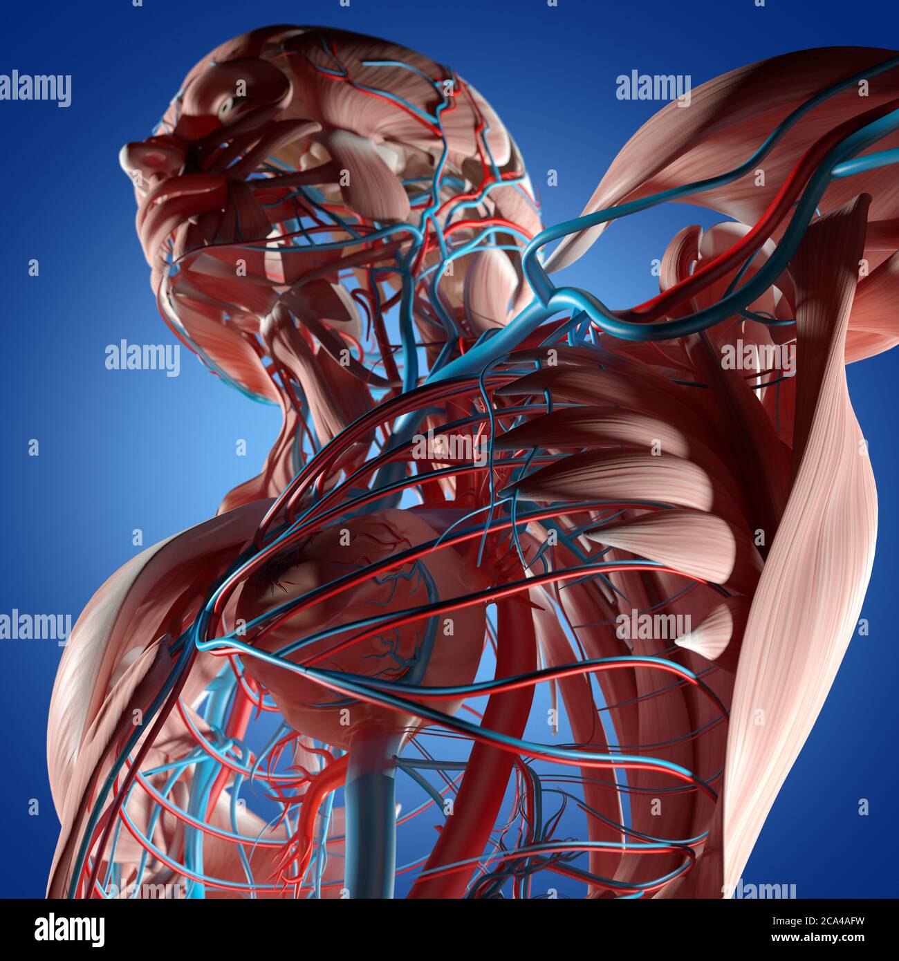 Illustration de l'anatomie du corps humain. Illustration 3D Photo Stock ...