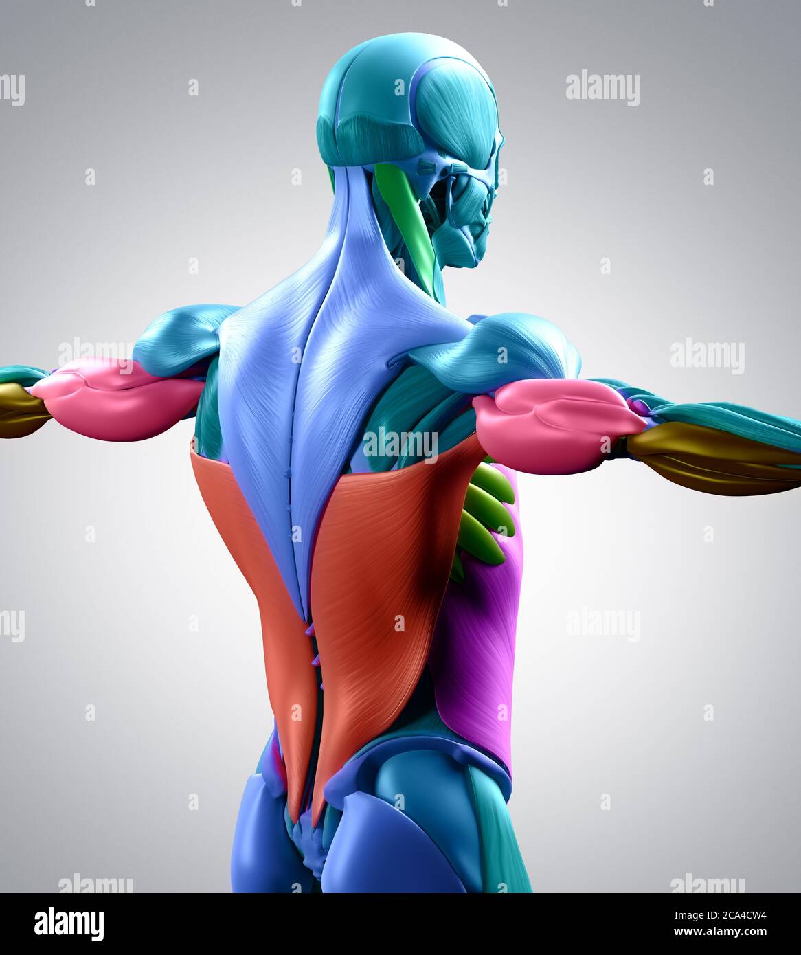 Illustration de l'anatomie des groupes de muscles du dos. Groupes de ...