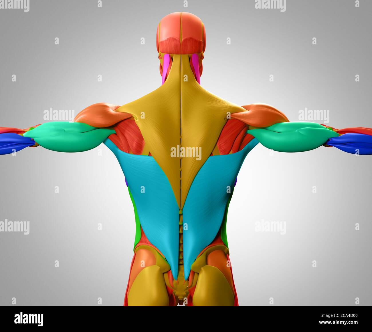 Illustration de l'anatomie des groupes de muscles du dos. Groupes de ...