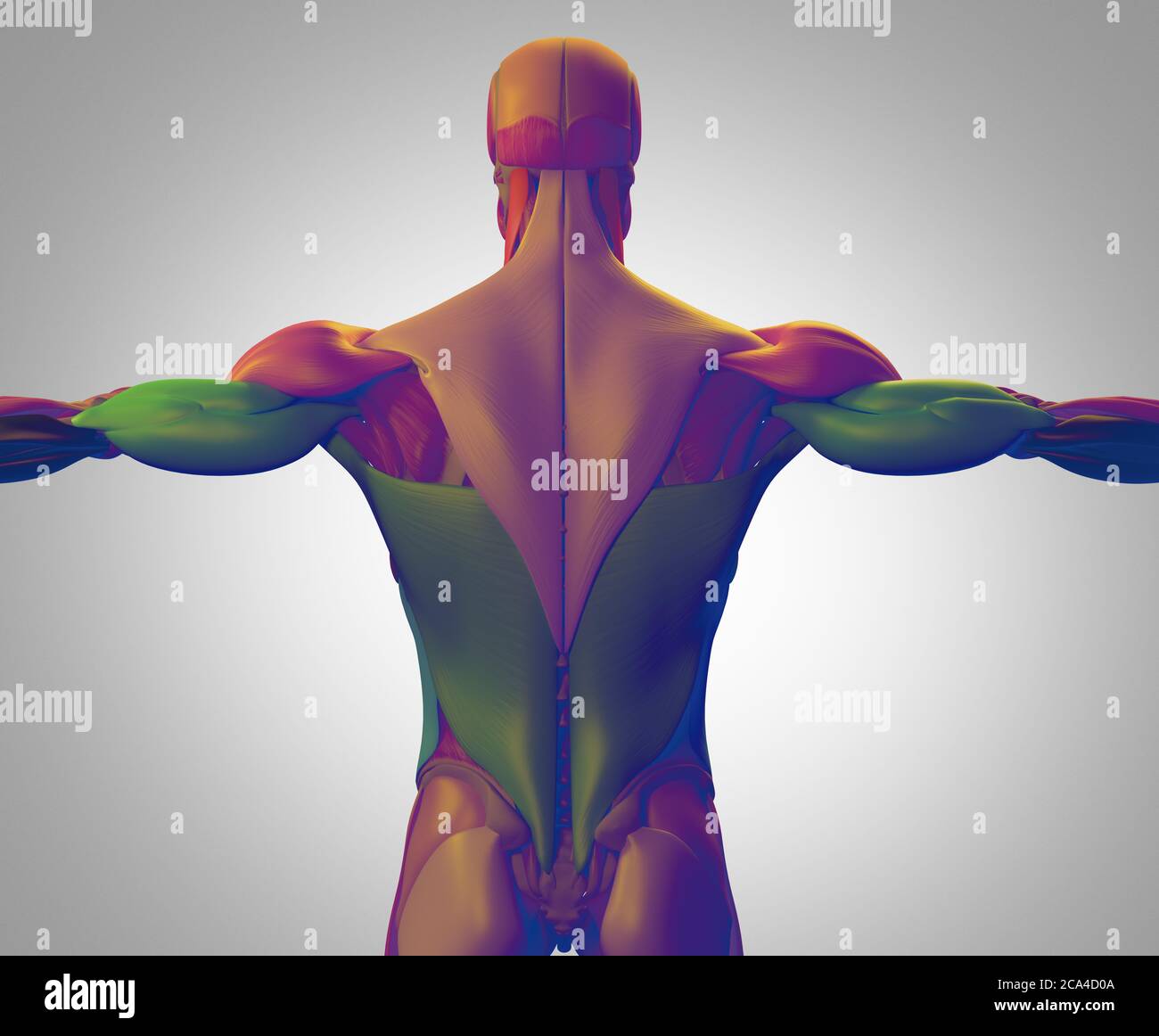 Anatomie des muscles du dos Banque de photographies et d’images à haute ...