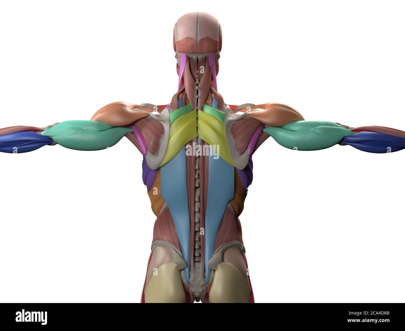Illustration de l'anatomie des groupes de muscles du dos. Groupes de ...