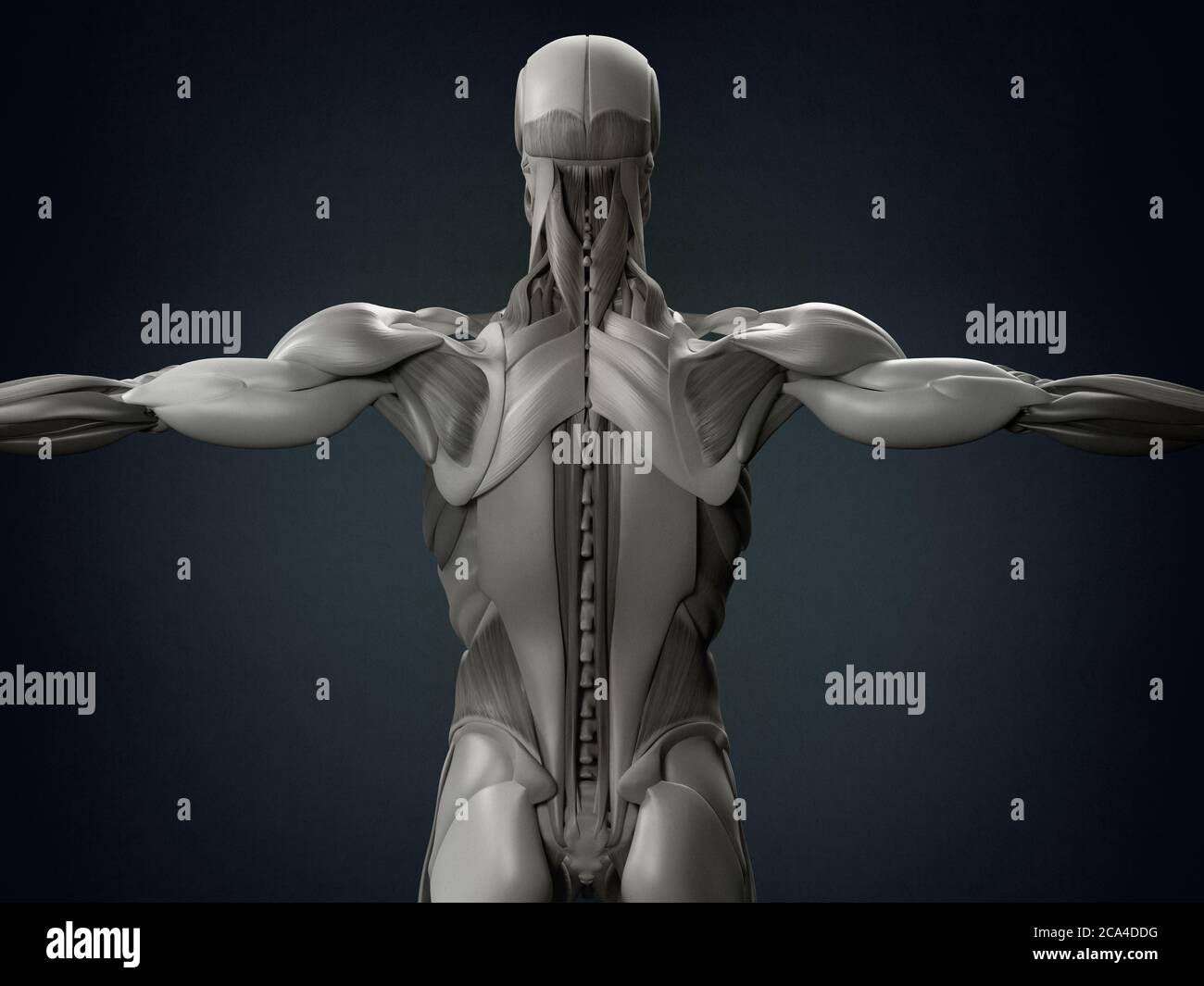 Illustration de l'anatomie des groupes de muscles du dos. Groupes de ...