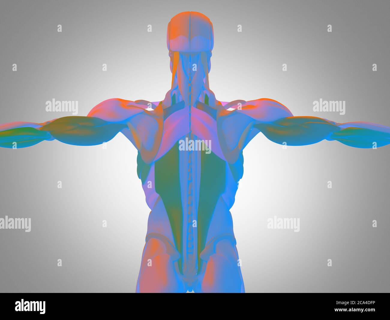 Illustration de l'anatomie des groupes de muscles du dos. Groupes de ...