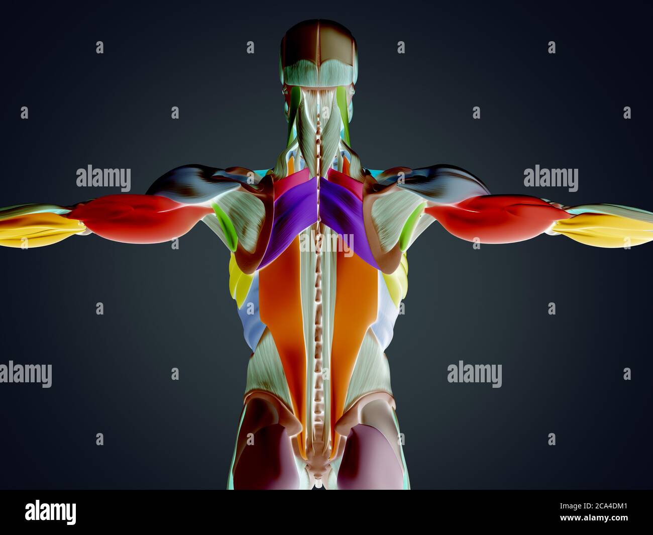 Illustration de l'anatomie des groupes de muscles du dos. Groupes de ...