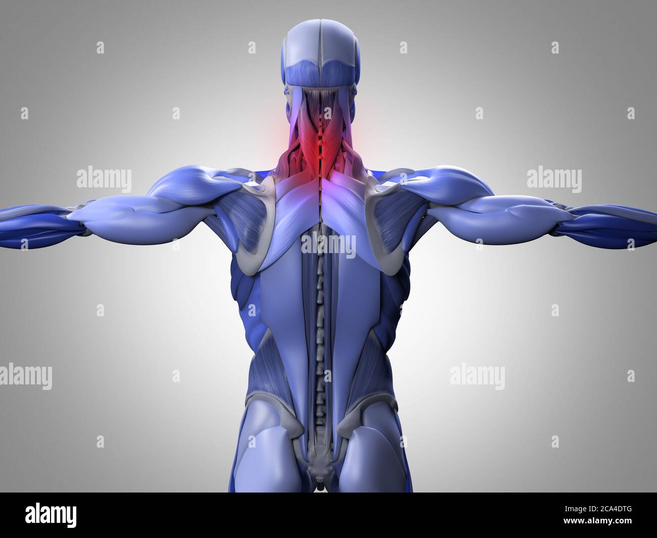 Illustration de l'anatomie des groupes de muscle du dos.montrant des ...