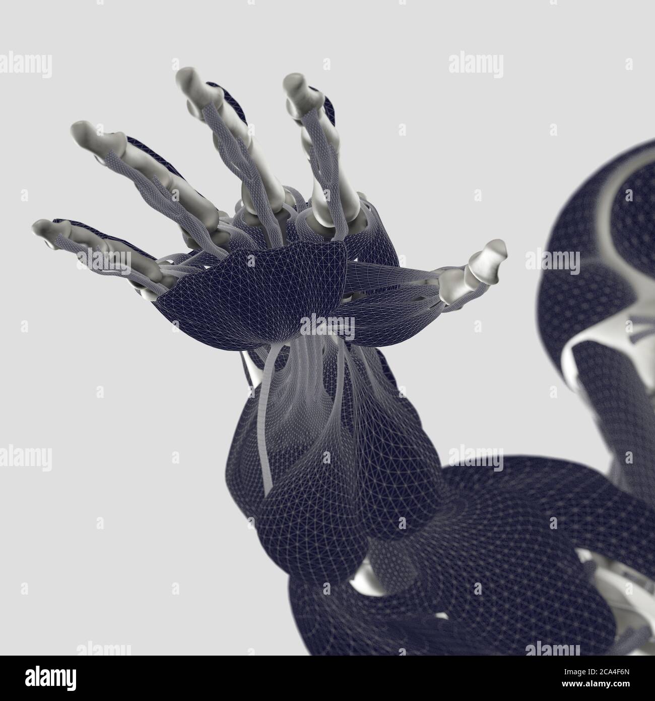 Anatomie vasculaire de la main Banque de photographies et d’images à ...