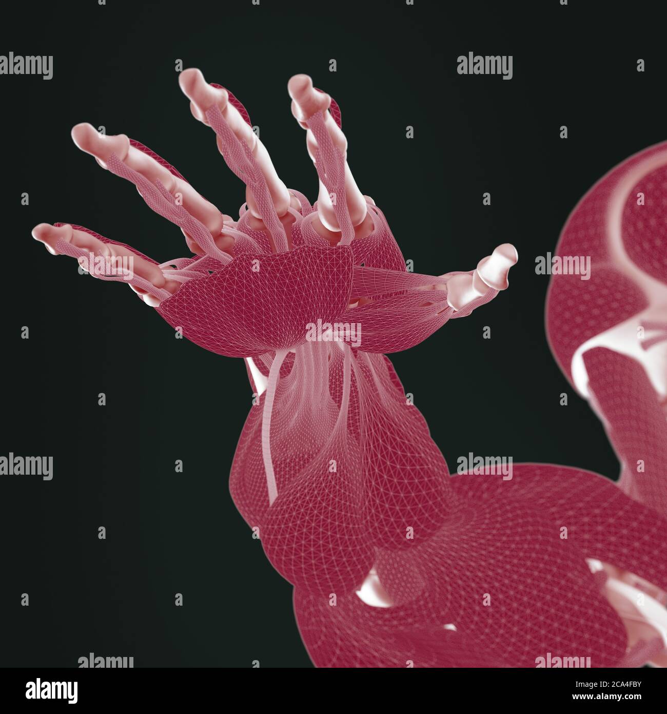 Anatomie vasculaire de la main Banque de photographies et d’images à ...