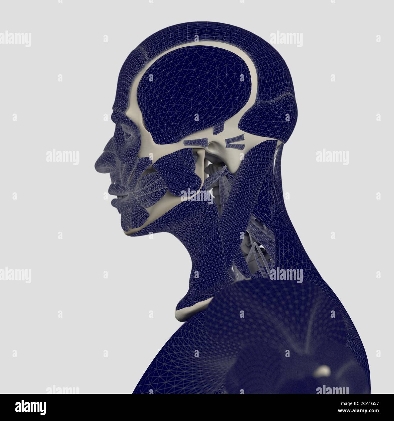 Anatomie concept illustration de la tête humaine, cependant, intellect ...