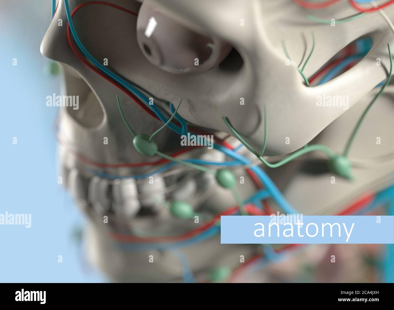 Modèle anatomique de corps très gros plan. Mise au point sélective ...