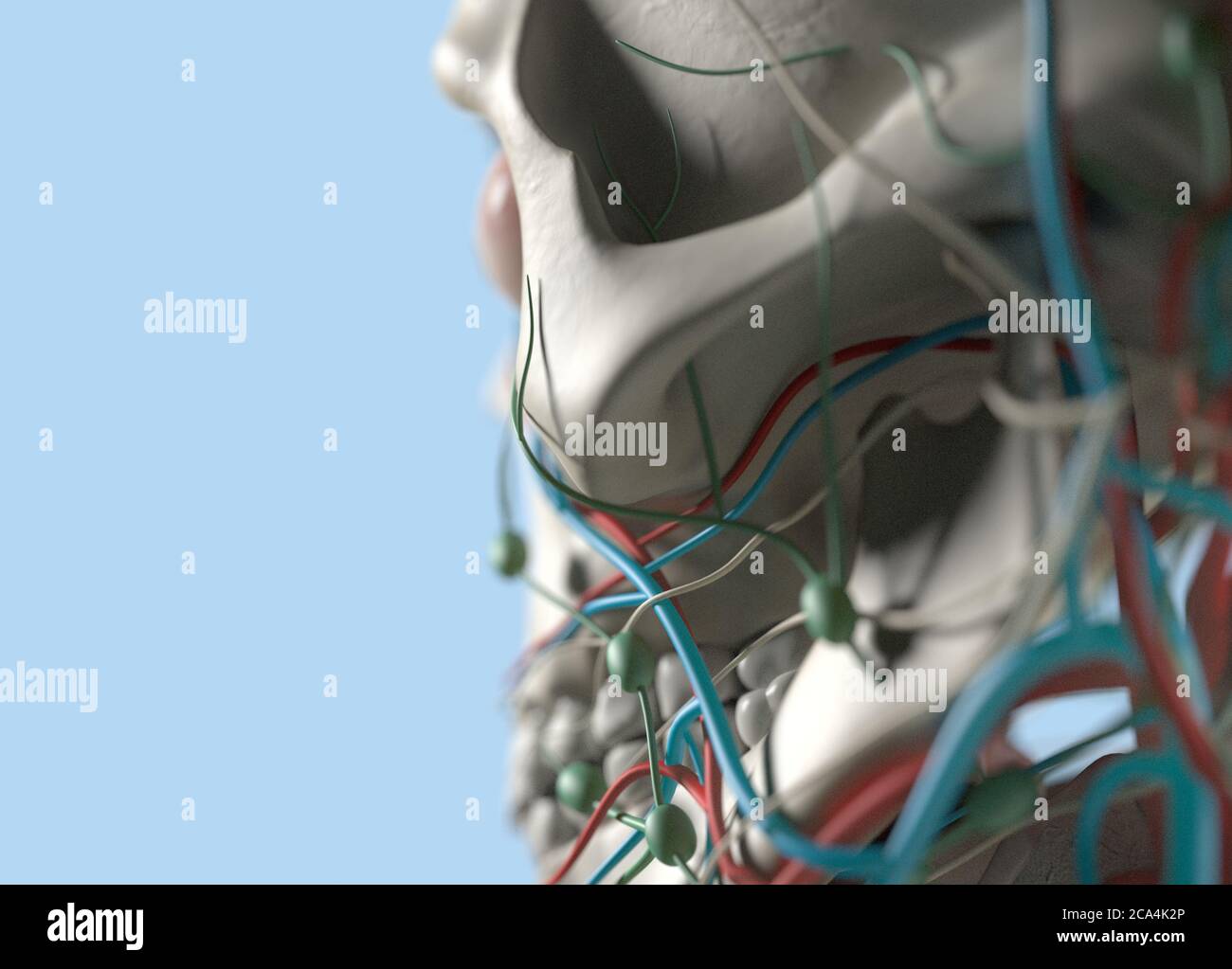 Modèle anatomique de corps très gros plan. Mise au point sélective ...