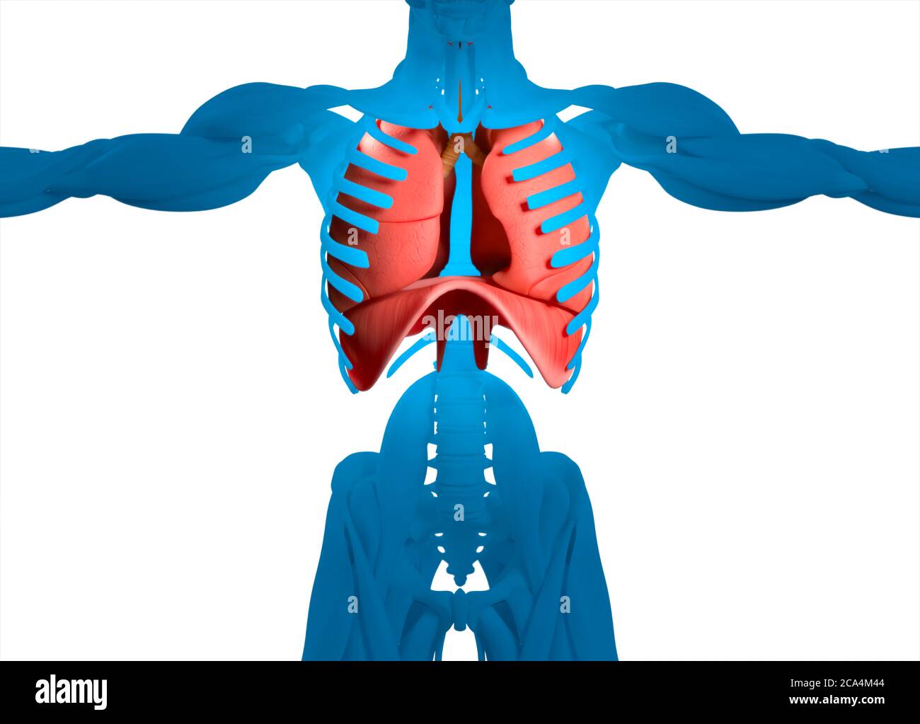 Système cardiaque et vasculaire. Anatomie humaine. illustration 3d ...