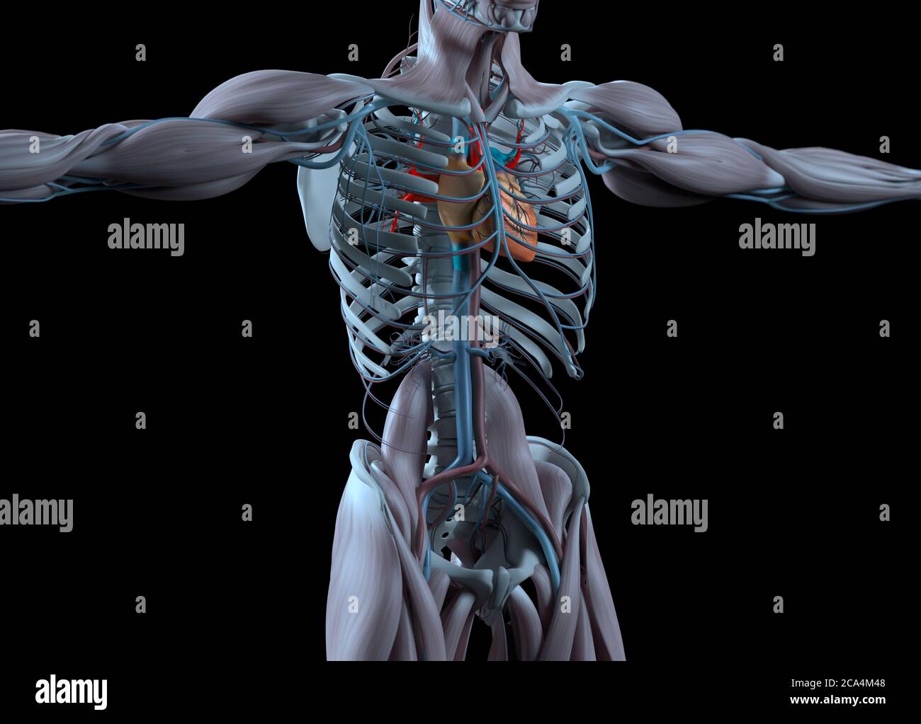 Système cardiaque et vasculaire. Anatomie humaine. illustration 3d ...