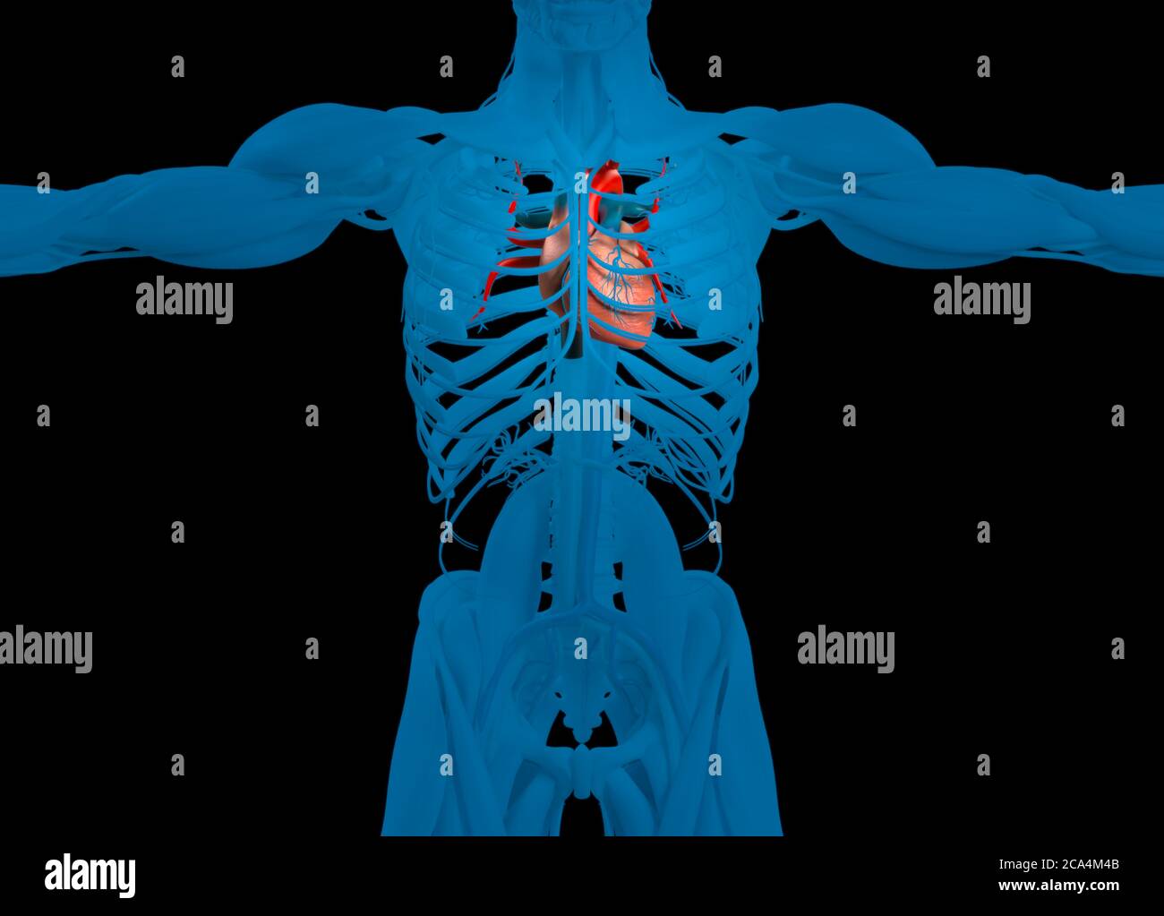 Système cardiaque et vasculaire. Anatomie humaine. illustration 3d ...