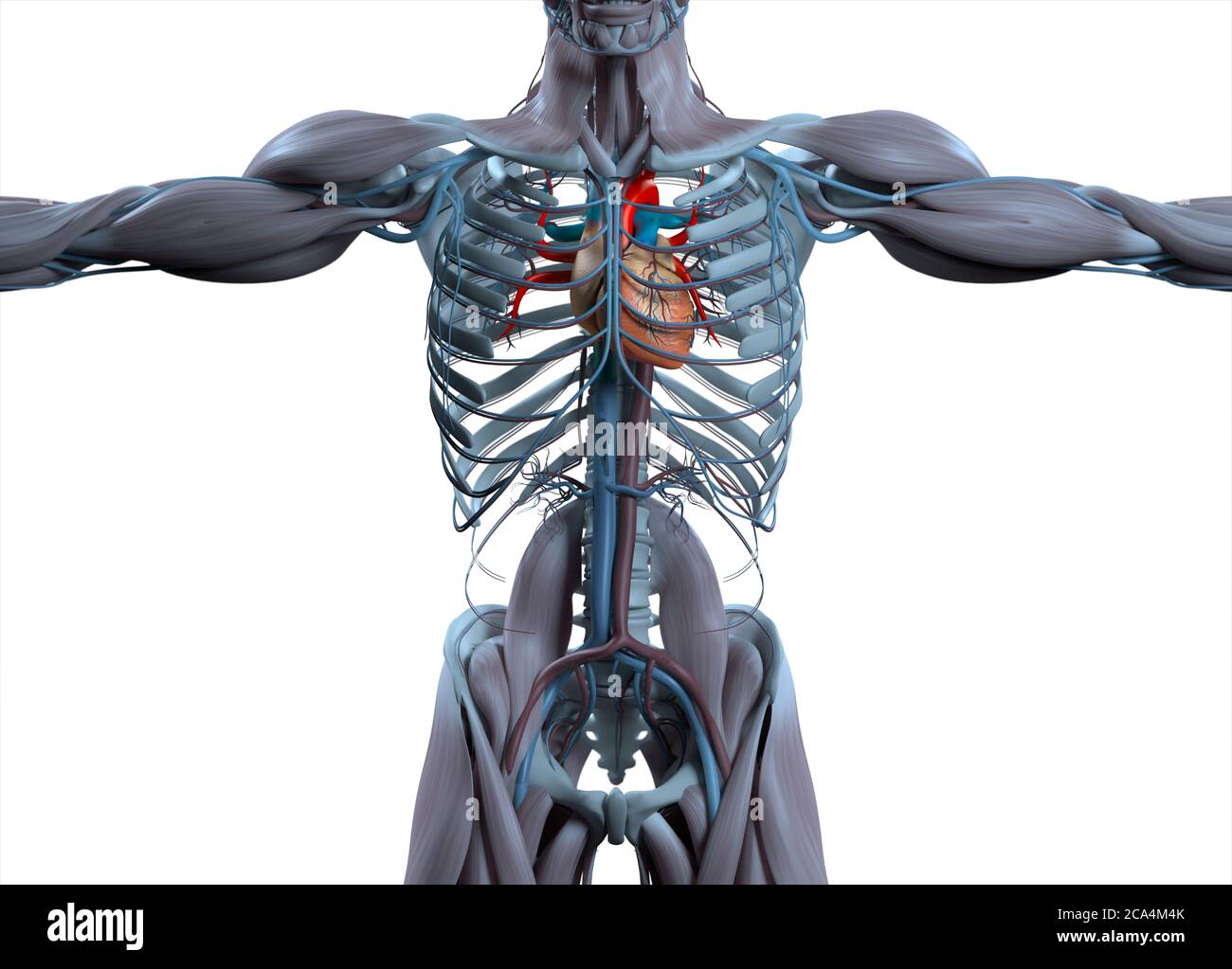 Système cardiaque et vasculaire. Anatomie humaine. illustration 3d ...