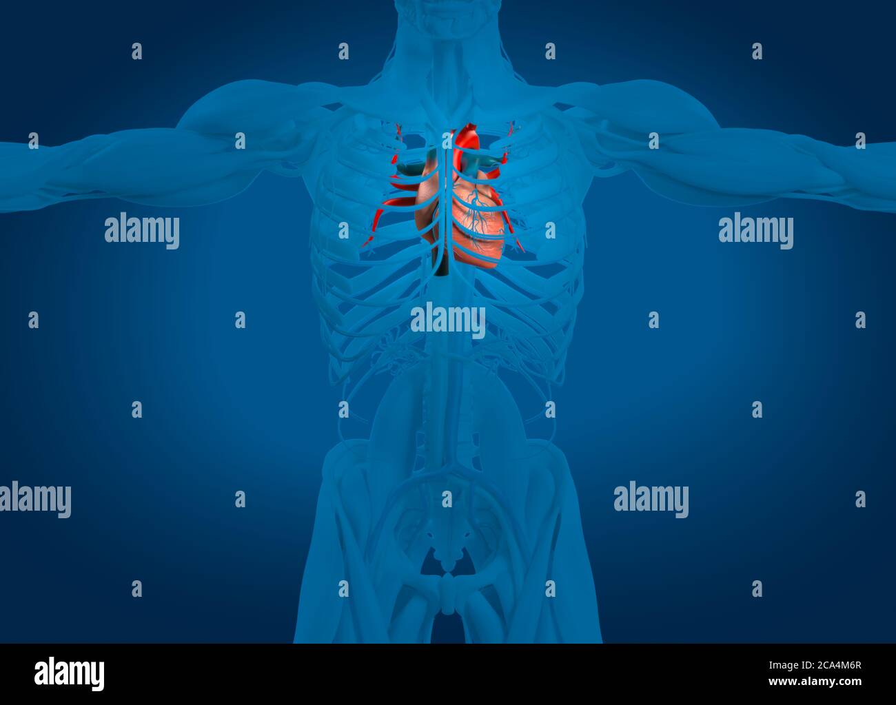 Système cardiaque et vasculaire. Anatomie humaine. illustration 3d ...