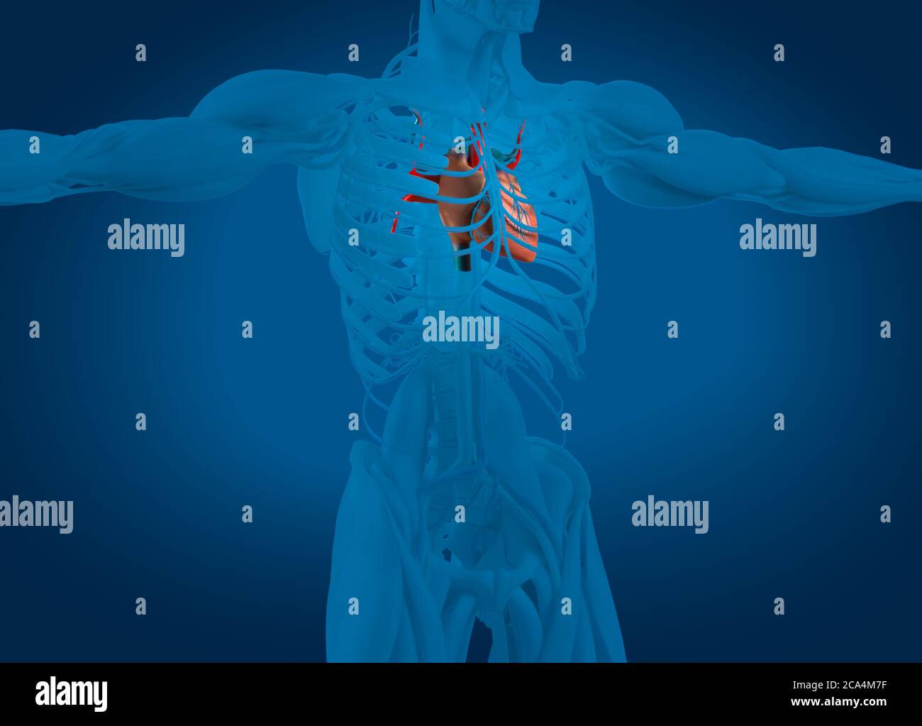 Système cardiaque et vasculaire. Anatomie humaine. illustration 3d ...